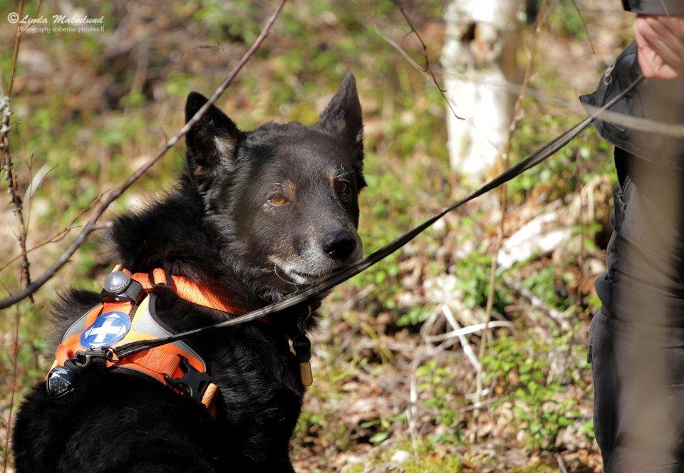 Hälykoirakkotarinat: Heli, yksi harjoituskappale ja kolme hälykoiraa ...